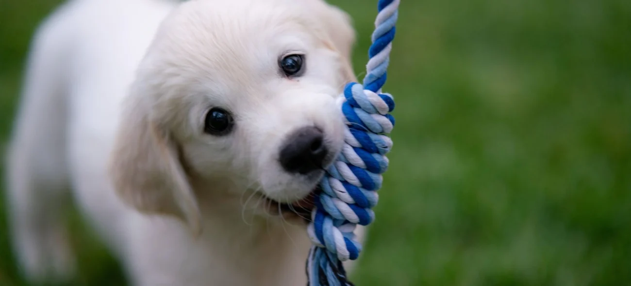 La Mejor Comida para un Cachorro: Nutrición Óptima